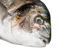 How to tell if frozen fish is bad - 10 Sure Signs a Frozen Fish is Bad